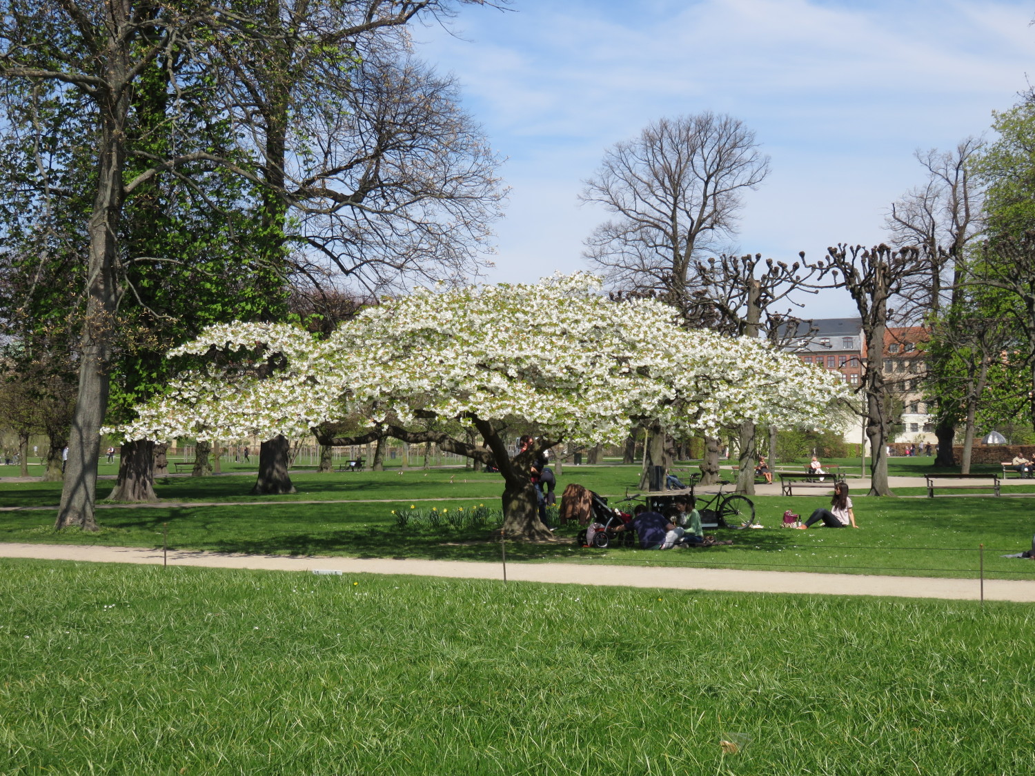 Kongens Have - The King's Garden in Copenhagen