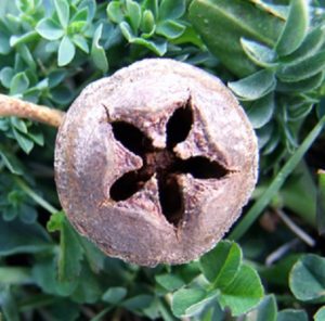 Natural Patterns are extremely beautiful - ECstep