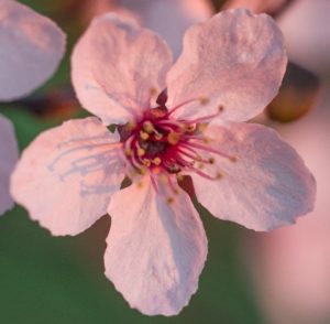 Natural Patterns are extremely beautiful - ECstep