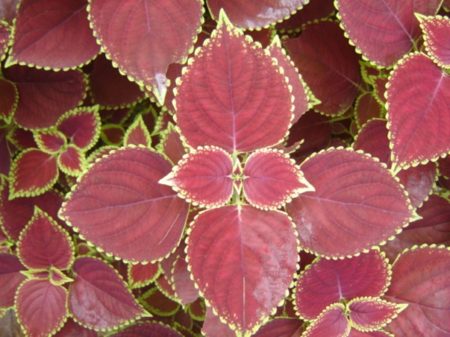 Natural Patterns are extremely beautiful - ECstep