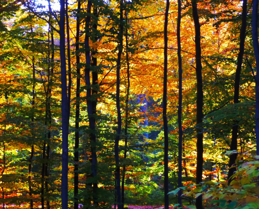 Nature is extremely good for our health - ECstep