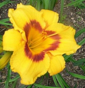 Natural Patterns are extremely beautiful - ECstep