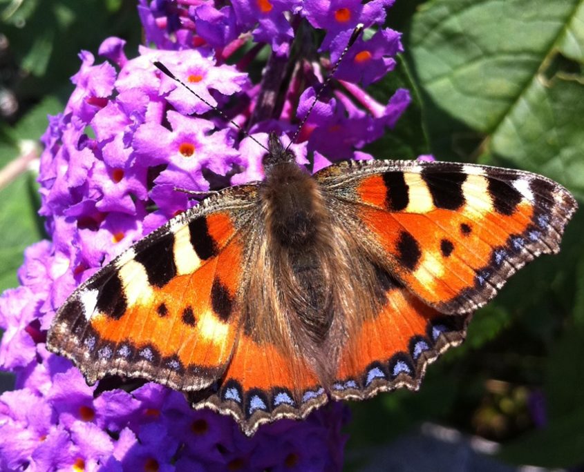 Nature is extremely good for our health - ECstep