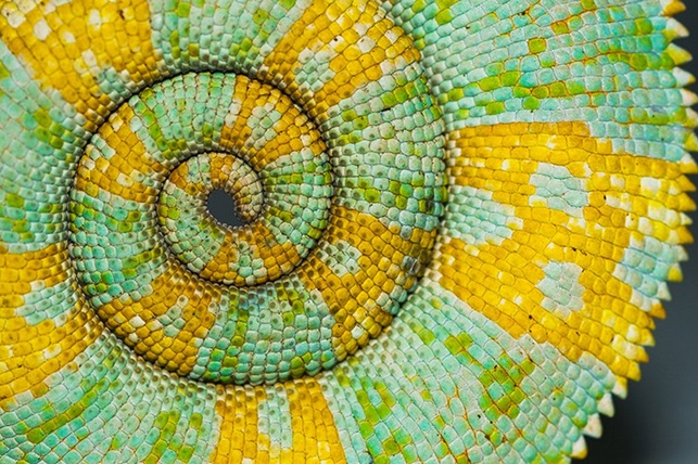 Natural Patterns ECstep Natural Patterns ECstep
